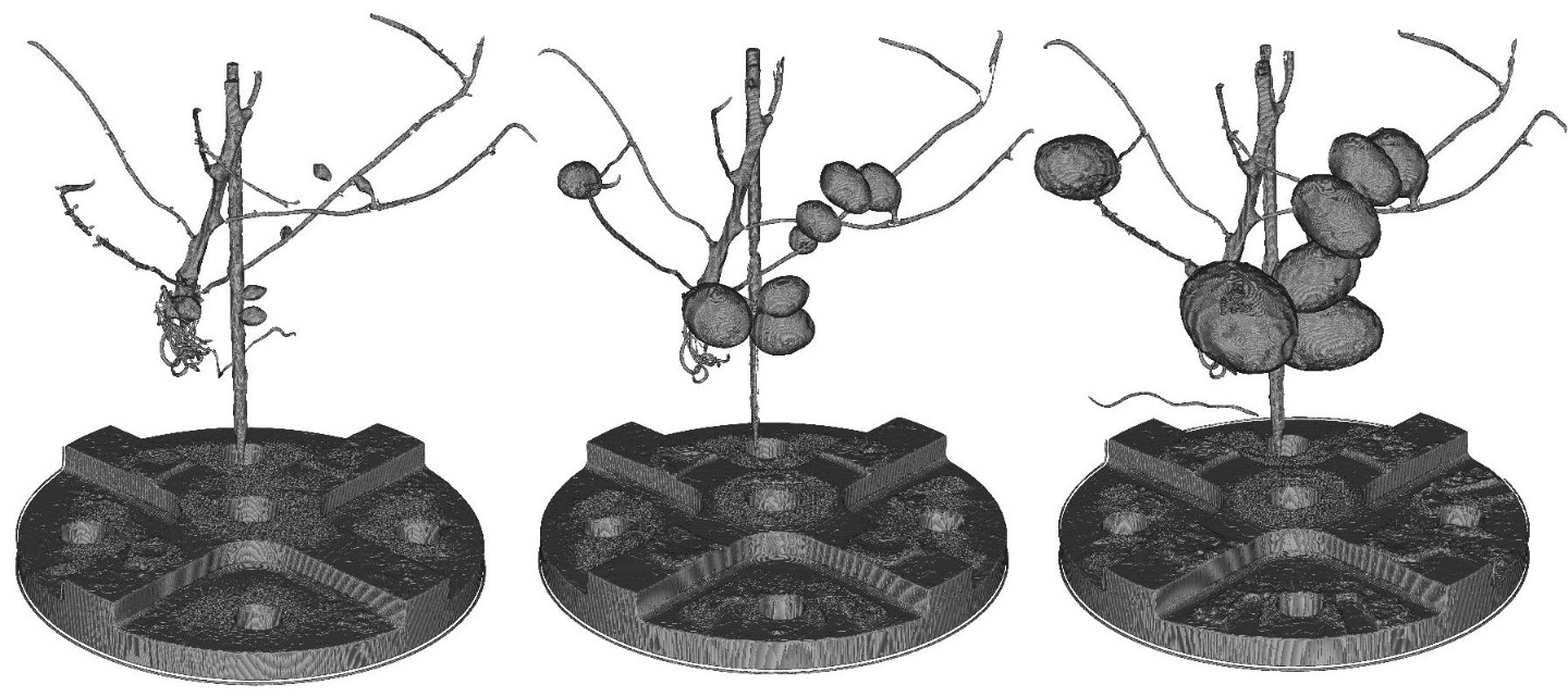 Non destructive root imaging - PhenoKey